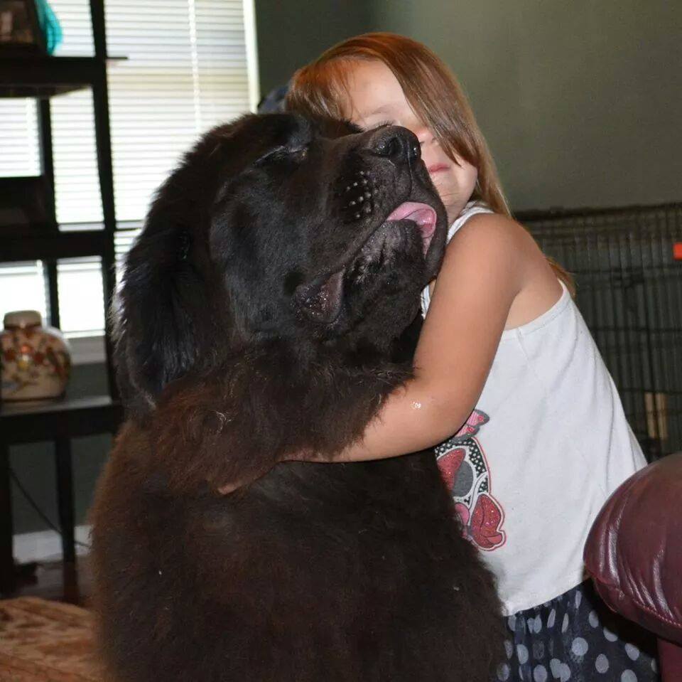 Newfoundland Breeder | Harvest Acres