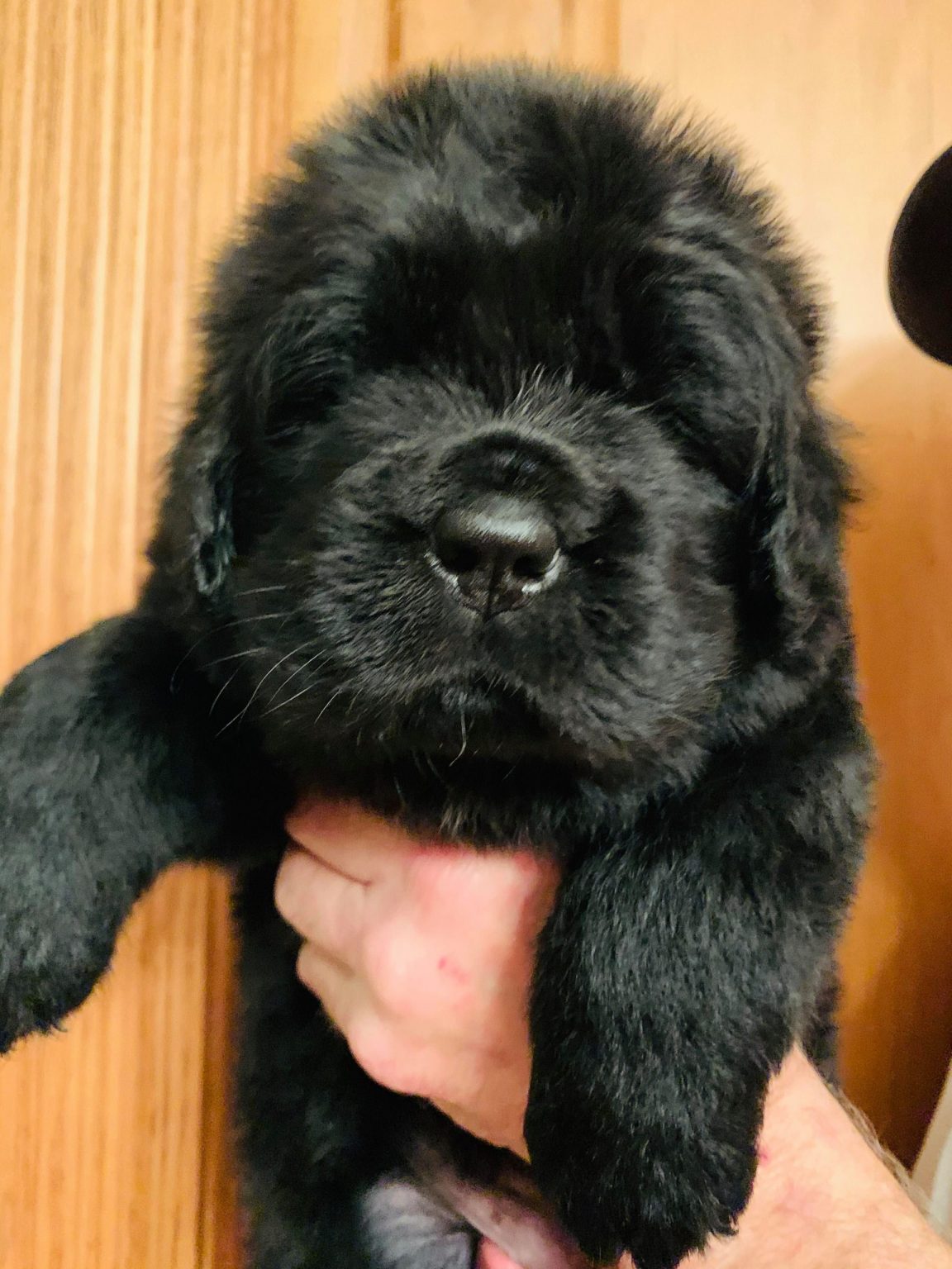 Available Puppies | Harvest Acres